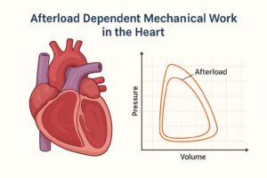 Understanding Afterload Dependent Mechanical Work in the Heart